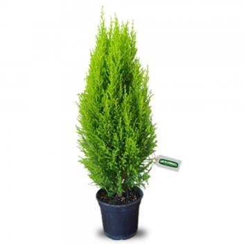 Tuia holandesa limão Pinheiro de Natal - Green house - Árvore de Natal ...