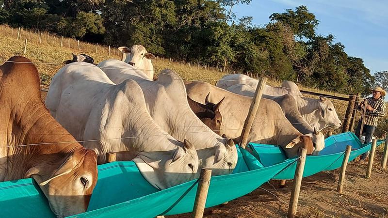 01 BAG COCHO DE 0,85cm X 10M - COCHOBAG - Limpeza e Organização ...