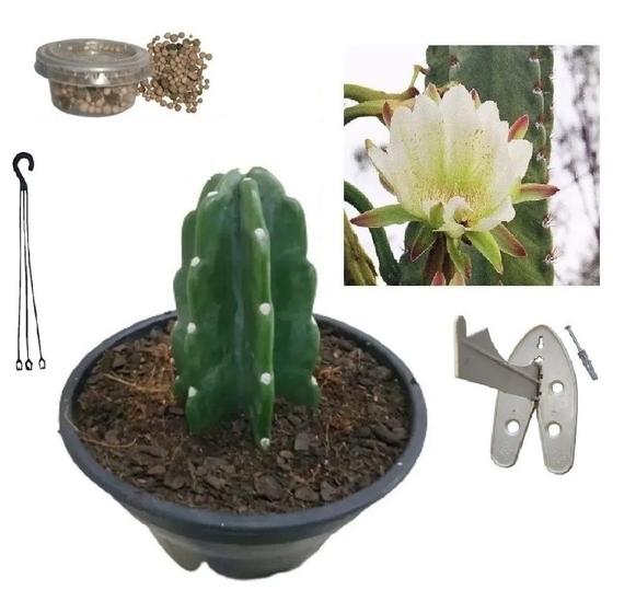 01 Cuia Cereus Jamacaru Cacto Mandacaru Verdadeiro Caatinga - Flora ...