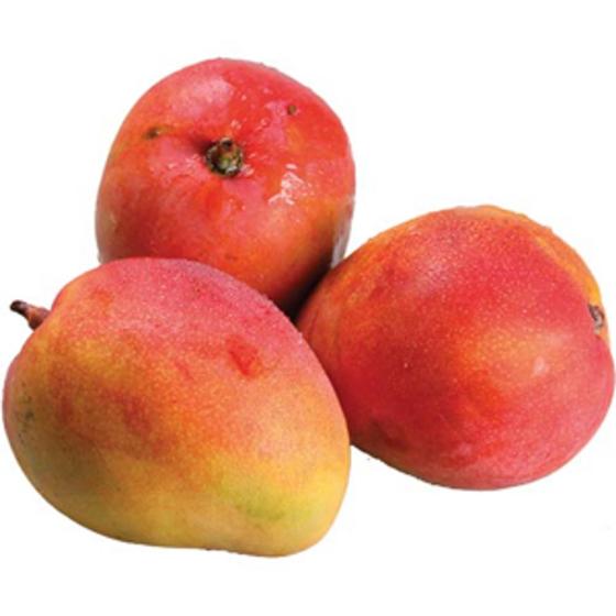 1 Muda de Manga Rosa Enxertada Produz em Vaso - GARDEN CAMARÁ - Muda ...