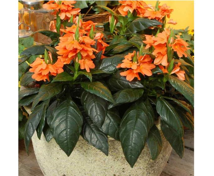 100 Sementes De Crossandra Laranja - AGROTECWB - Sementes - Magazine Luiza