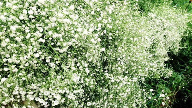100 Sementes De Flor Mosquitinho - AGROTECWB - Sementes - Magazine Luiza