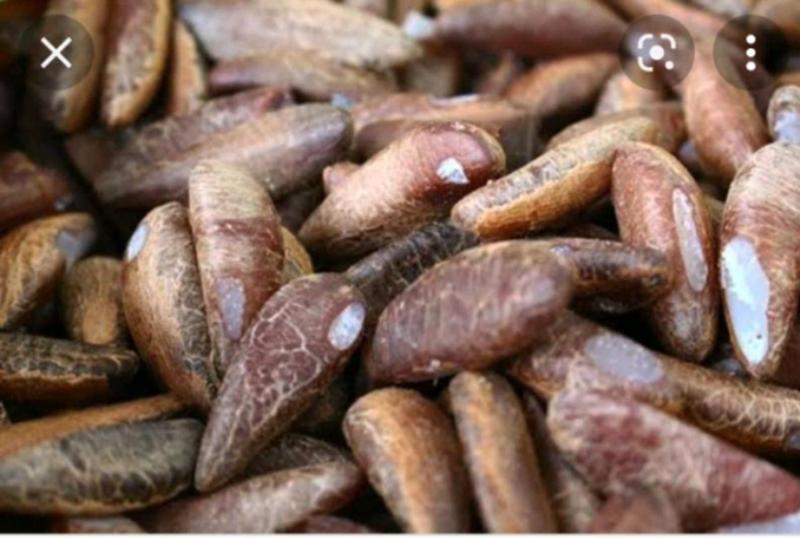 1L de Azeite de coco babaçu natural direto da roça - Cazeiro - Óleos ...