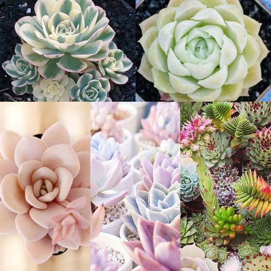 200 Sementes de Suculentas Raras - T11 - Semear Shop - Sementes ...