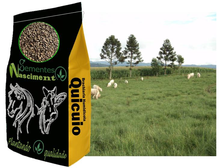 2kg de Brachiraria Humidicola Quicuio ótima para pastagem e para solos ...