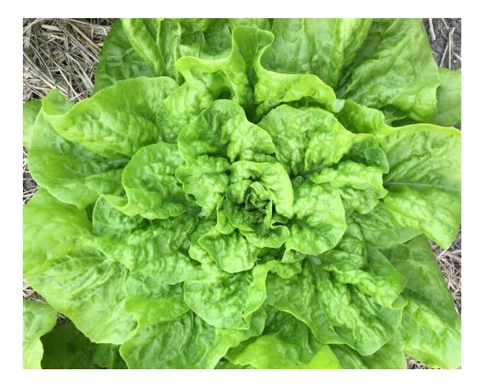 Alface Litoranea Lisa - 100 Sementes Peletizadas - ISLA SEMENTES ...