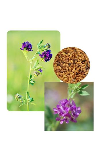 Alfafa Crioula- 5kg de sementes - Sementes - Magazine Luiza