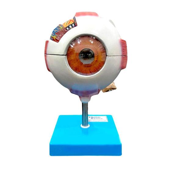 Anatomia Do Olho Em 8 Partes - Anatomic - Modelos Anatômicos - Magazine ...