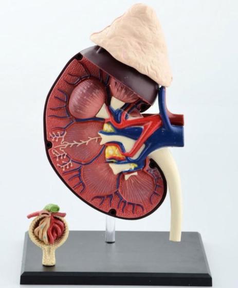 Anatomia do Rim - 4D Master - Modelos Anatômicos - Magazine Luiza