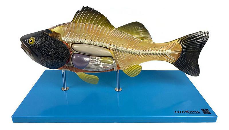 Anatomic - Anatomia do Peixe - Modelos Anatômicos - Magazine Luiza