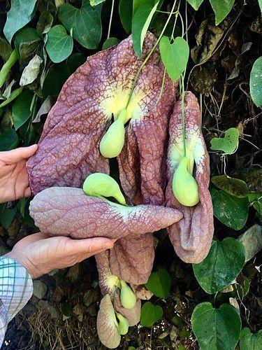 Aristolochia Gigantea (Papo de Peru) - Planta Exótica - Orquidário ...