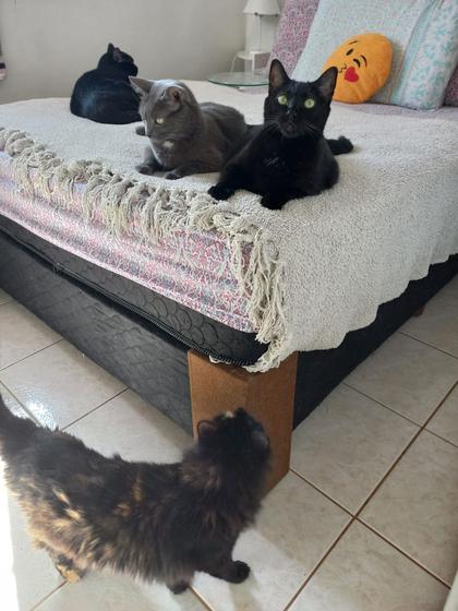 Arranhador protetor Gato Cama box sem cola e sem solvente - Gatos no ...