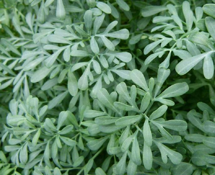 Arruda / Ruta De Cheiro Forte - 250mg De Sementes - Isla - Sementes ...