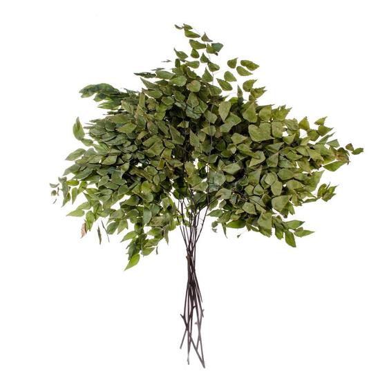 Avenca natural desidratada 3 galhos 70 cm - D&A - Flor e Planta ...