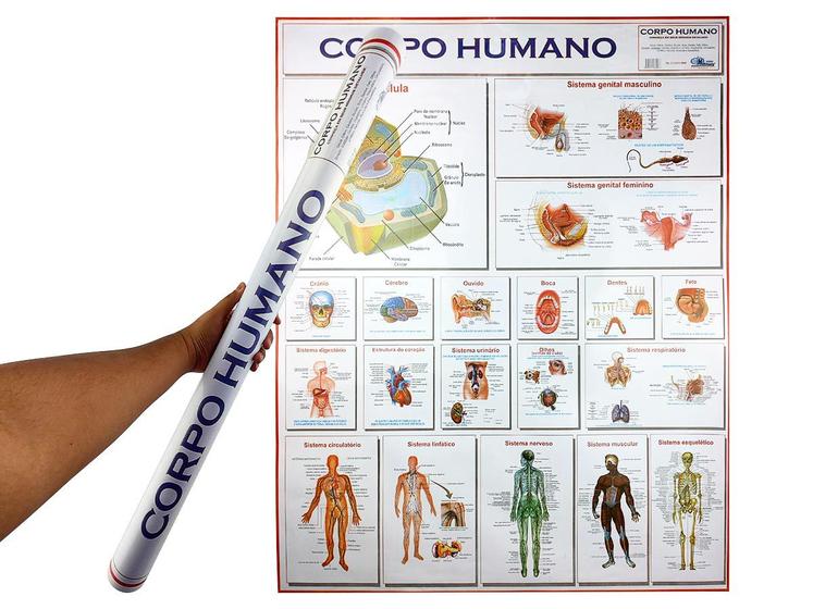 Banner Mapa Anatomia do Corpo Humano 120x90CM Para Estudo Biologia ...