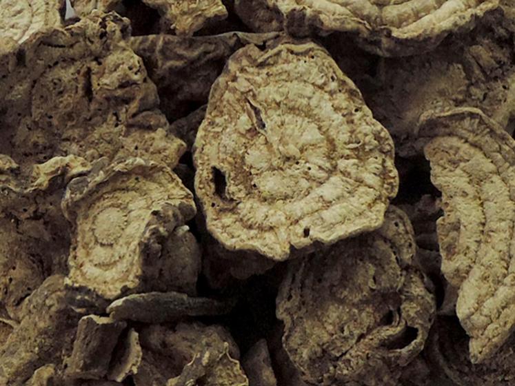 Batata de Purga raiz (jalapa) 100g Londriervas - LONDRIERVAS PRODUTOS ...