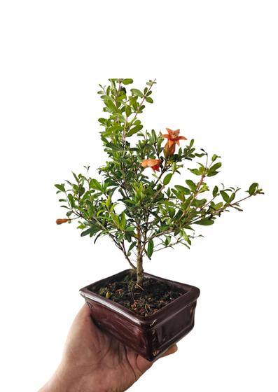 Bonsai de Romã frutífera com frutos e vaso de porcelana - Quintal do ...