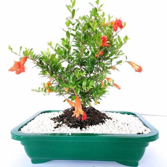 Bonsai Frutífero Romã - Inspira Flora - Planta e Flor Natural ...
