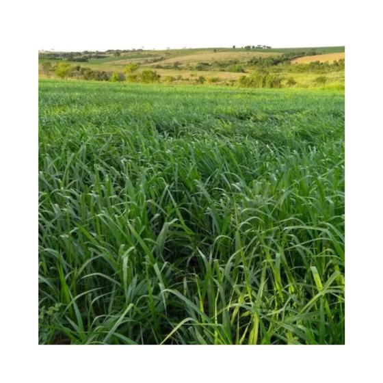 Brachiaria Brizantha Marandu Braquiarão 2kg Sementes Incrus - Sementes ...