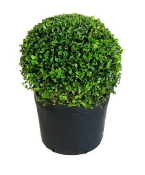 Buxinho Natural - Plantas Direto Do Produtor, 1 Muda - AZUL VERDE ...