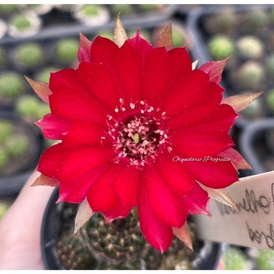 Cacto Lobivia arachnacantha (black) flor vermelha - Cactos - Plantas ...