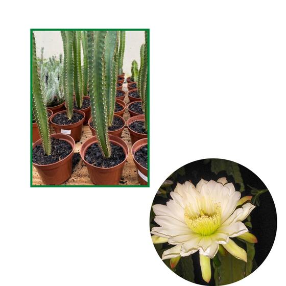 Cacto Mandacaru Muda De Excelente Qualidade Top - Ta na Mão - Muda ...