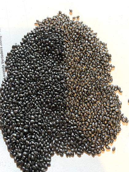 Capim Brachiaria Brizantha Piatã 1kg- Sementes Incrustadas - Sementes ...