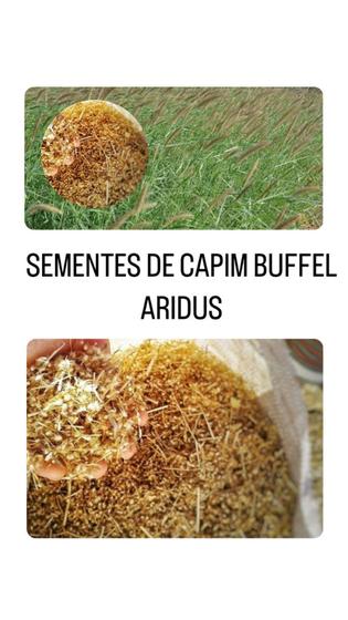 Capim Buffel Áridus - 5kg de Sementes - Sementes - Magazine Luiza