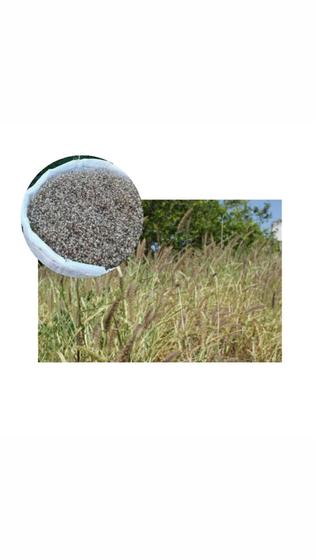 Capim Buffel Grass- 20kg - Sementes - Sementes - Magazine Luiza