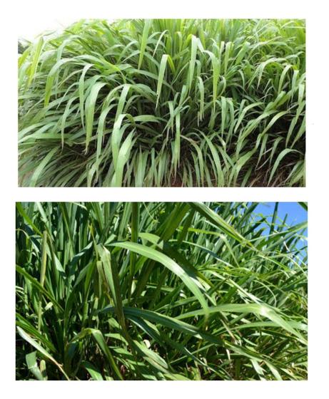 Capim Coloniao MG12 Paredão VC76 - 1KG de Sementes Incrustadas ...