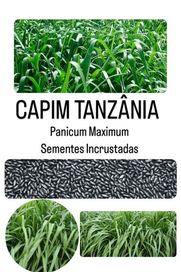 Capim Tanzânia Panicum Maximum - 10Kg de Sementes - Sementes - Magazine ...