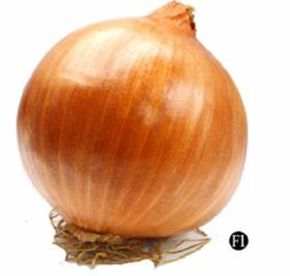Cebola Baia Herval - 500gramas de Sementes - Feltrin - Sementes ...