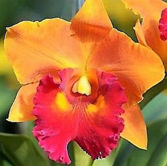 Chia Lin Golden Bell - Corte Adulto - Floranet - Chia - Magazine Luiza