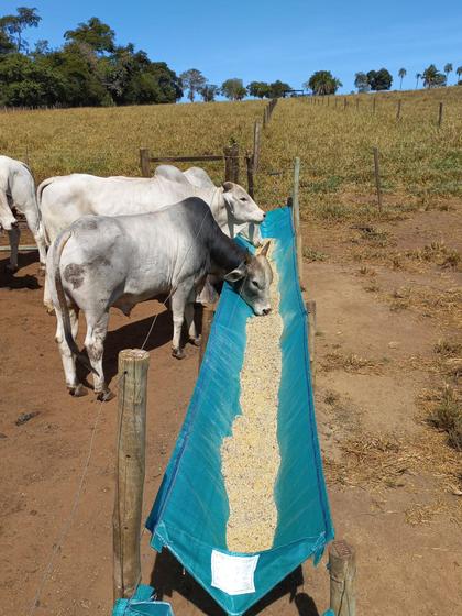 Cocho para bovinos gado - 5 metros - original cochobag - Comedouro e ...