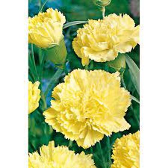 Cravo Chabaud Gigante Dobrado Amarelo - 100mg De Sementes - Isla ...