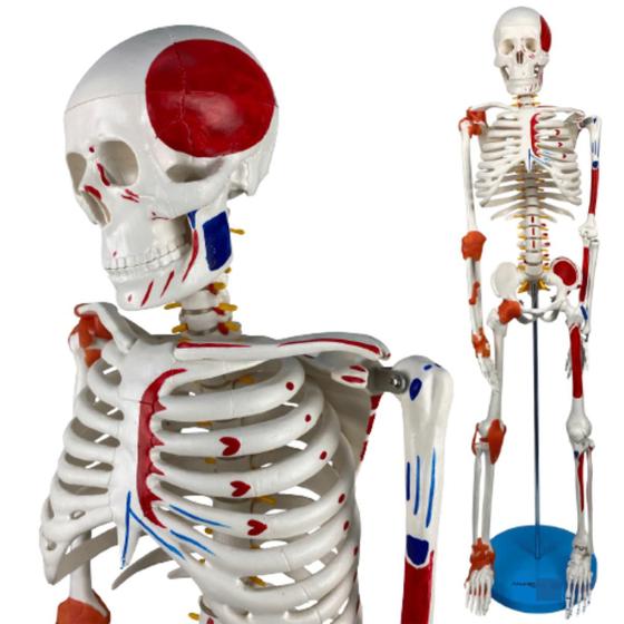 Esqueleto Humano 85 Cm Com Inserções Musculares E Ligamentos Modelo ...