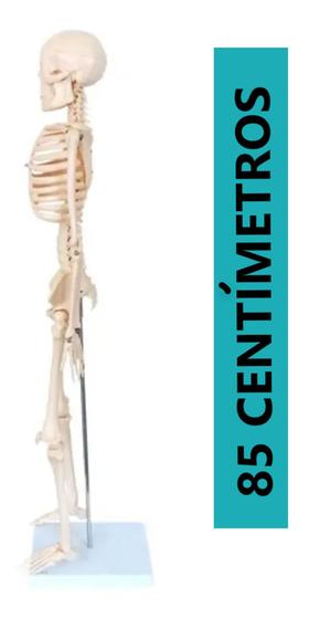 Esqueleto Modelo Anatômico Humano 85 Cm - 5P - Modelos Anatômicos ...