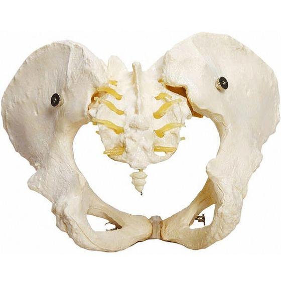 Esqueleto Pélvico, Anatomia Pelve Feminina - Anatomic - Modelos ...
