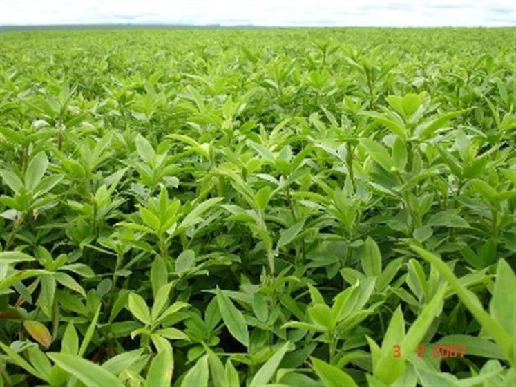 Estilosantes Campo Grande - 1kg De Sementes - Sementes - Magazine Luiza