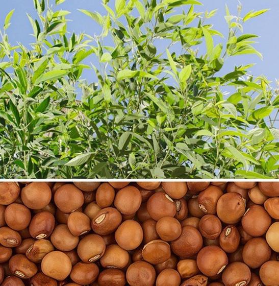 Feijão Guandu Super N - 5KG de Sementes - Pastagens/Adubação Verde ...