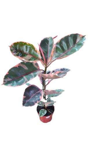 Ficus elastica ruby pt17 - ficus variegata rosa - E.GARDEN - Flor e Planta Artificial - Magazine ...