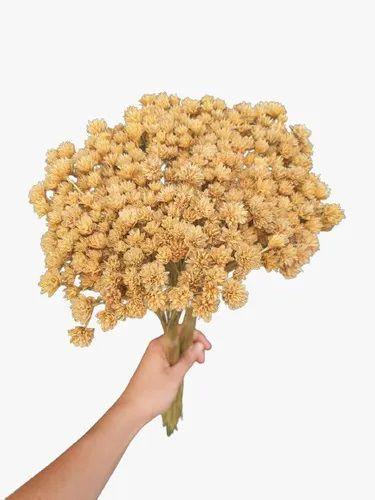 Flor Espeta Nariz Seca Natural Decoração Enfeite ( 2 Maço ) - Stop ...