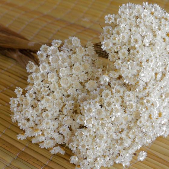 Flor sempre viva EXTRA, kit com 3.000 flores secas desidratadas para ...