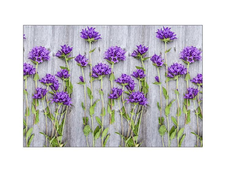 Fundo Fotográfico 2,20 x 1,50 - Flores Lilás 011 - Via Cores - Fundo ...