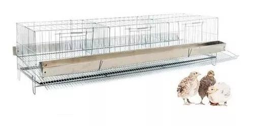 Gaiolas Para Criar 18 Codorna Poedeira Grande Aves Ovos Chapa Coletora ...