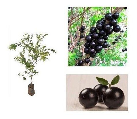 Jabuticaba Sabará - Plantas Com 1 Mt De Altura . - Mudas Herculândia ...