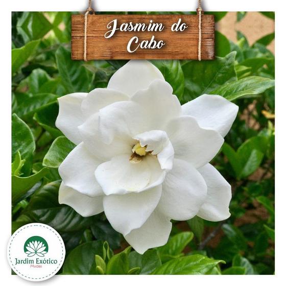 Jasmim do Cabo ou Gardênia Arbustiva Compacta Mudas - Jardim Exótico ...