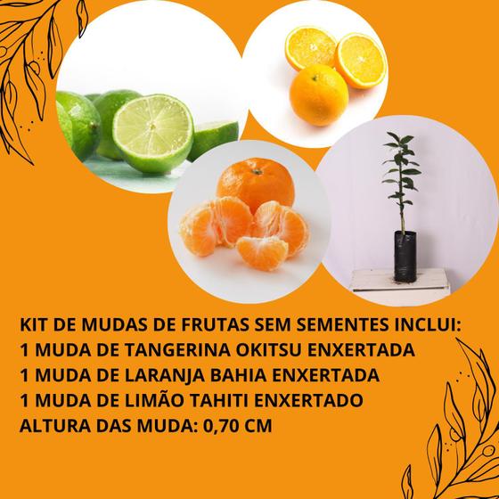 Kit 3 Mudas de Cítricas Sem Sementes Enxertadas Produzindo ...