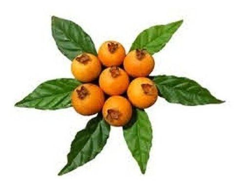 Kit - 3 Mudas De Gabiroba - Frutifera Nativa Brasileira - Mudas ...