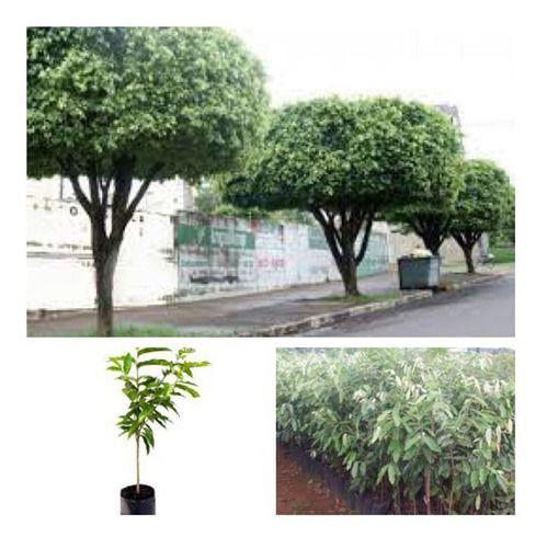 Kit 3 Mudas De Oití - Licania Tomentosa , Árvore Para Sombra - Mudas ...